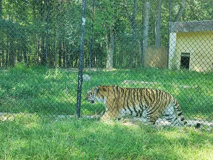 The tiger's distinctive stripes ripple as it prowls through the grass, pure power in every calculated step.