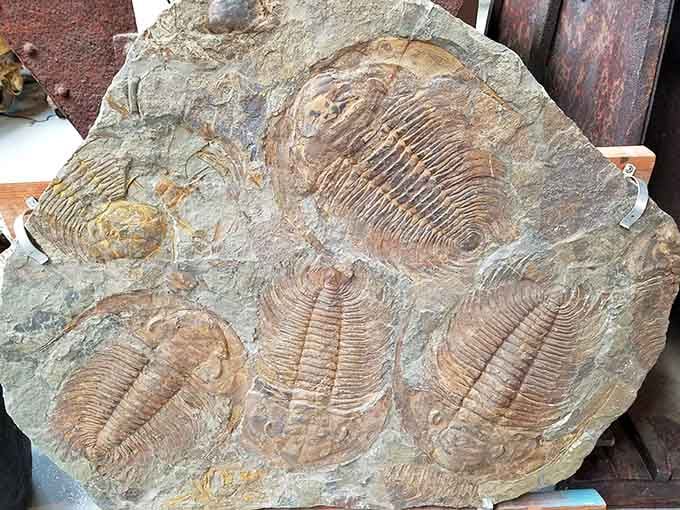 Ancient fossils embedded in stone, proving this place has been collecting interesting specimens since way before humans showed up.