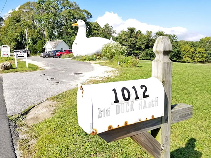 Even the mailbox commits to the theme, because when you're Big Duck Ranch, you go all in completely.