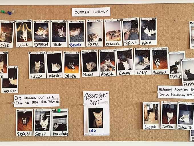 The wall of current residents shows every adoptable face, each one waiting for someone to fall in love.