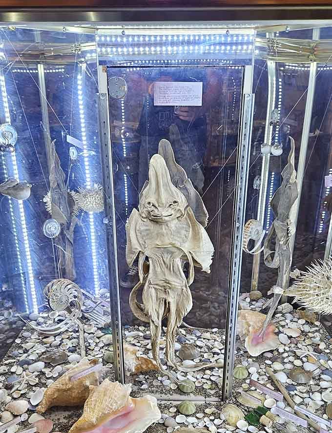 A stingray skeleton adds aquatic intrigue to the collection, expanding the definition of "asylum" to include ocean dwellers too.