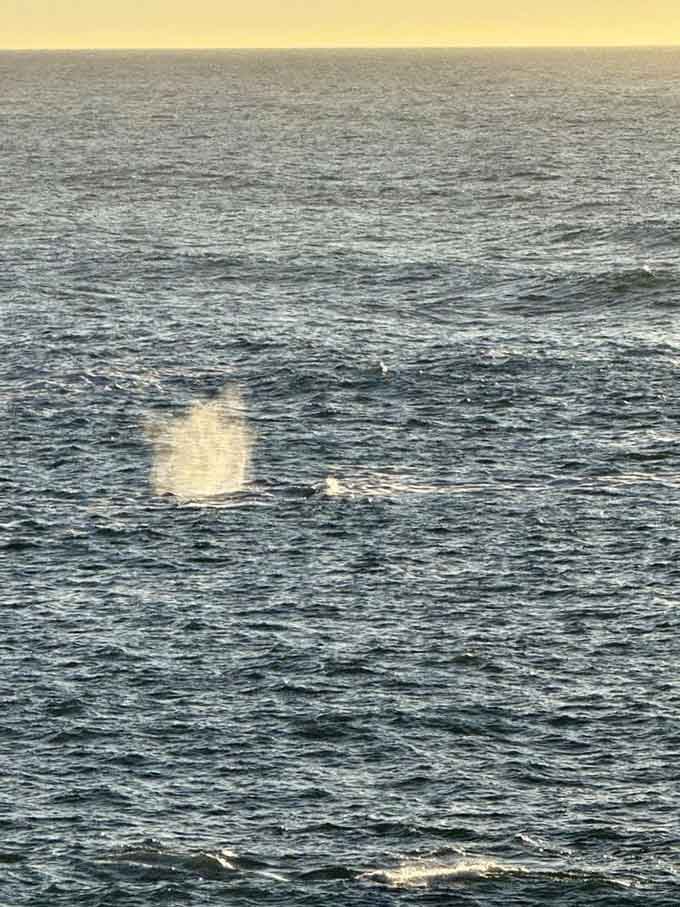 A whale's blow captured mid-spout, reminding you that your lunch companions here are significantly larger than average restaurant guests.