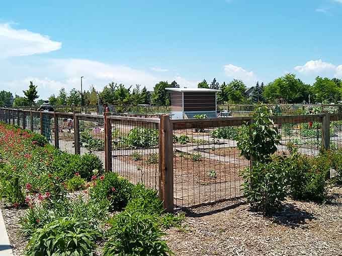 Community garden plots remind everyone that this park celebrates both play and growth in equal measure.
