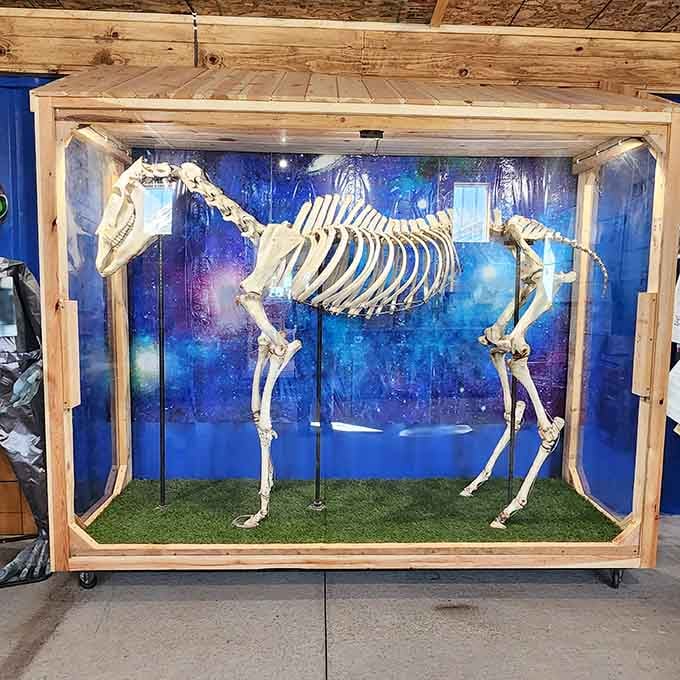A horse skeleton display raises questions about what exactly happened here, but let's not jump to conclusions.