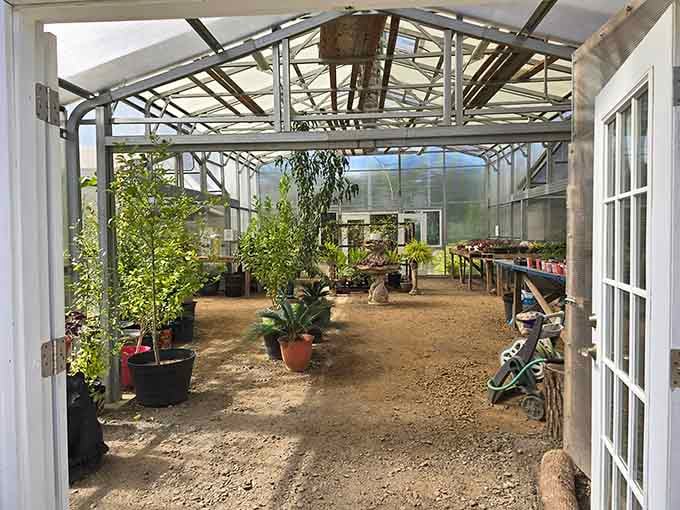 Greenhouse sanctuary filled with potted plants offers peaceful retreat for anyone needing break from castle exploring.