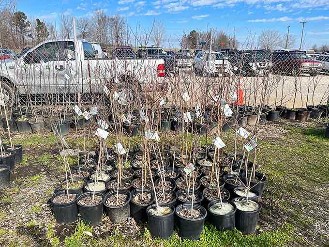 Even your garden gets an upgrade here with plants ready to transform your yard into something the neighbors will envy.