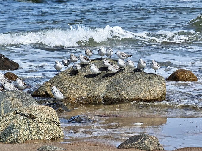 These shorebirds have mastered the art of social gathering &ndash; finding the perfect rock for their feathered meetup while waves provide the background music.