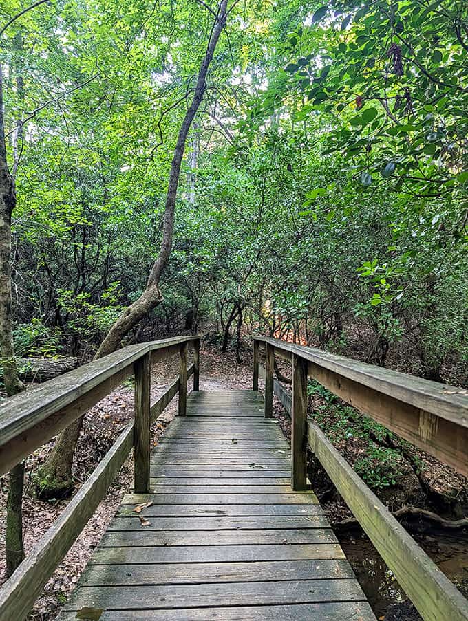 This wooden boardwalk leads to adventures that no smartphone notification can interrupt. Nature's "Do Not Disturb" mode.