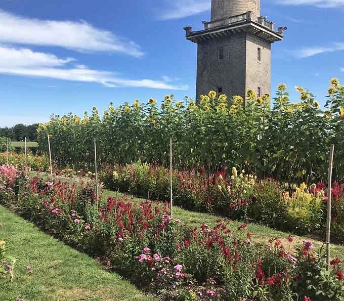 The cutting garden and water tower create a perfect historical tableau. Sunflowers standing tall like nature's own exclamation points against Connecticut's blue skies.