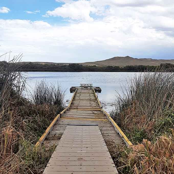 The pathway to serenity. This wooden dock invites contemplation as it stretches toward the calm waters embraced by whispering reeds.