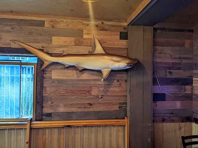 Wall decor featuring a shark that's seen more good times than most of us will in a lifetime.