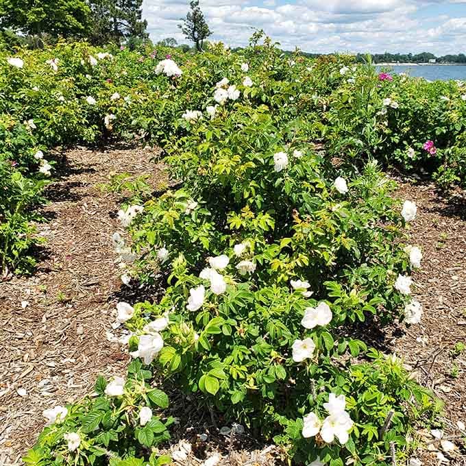 The park's garden bursts with white blooms against the shoreline backdrop. Mother Nature showing off her landscaping skills while the rest of us struggle with houseplants.