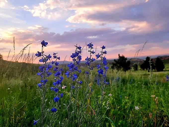 Colorado wildflowers at sunset—nature's way of showing off what happens when perfect lighting meets perfect subjects.