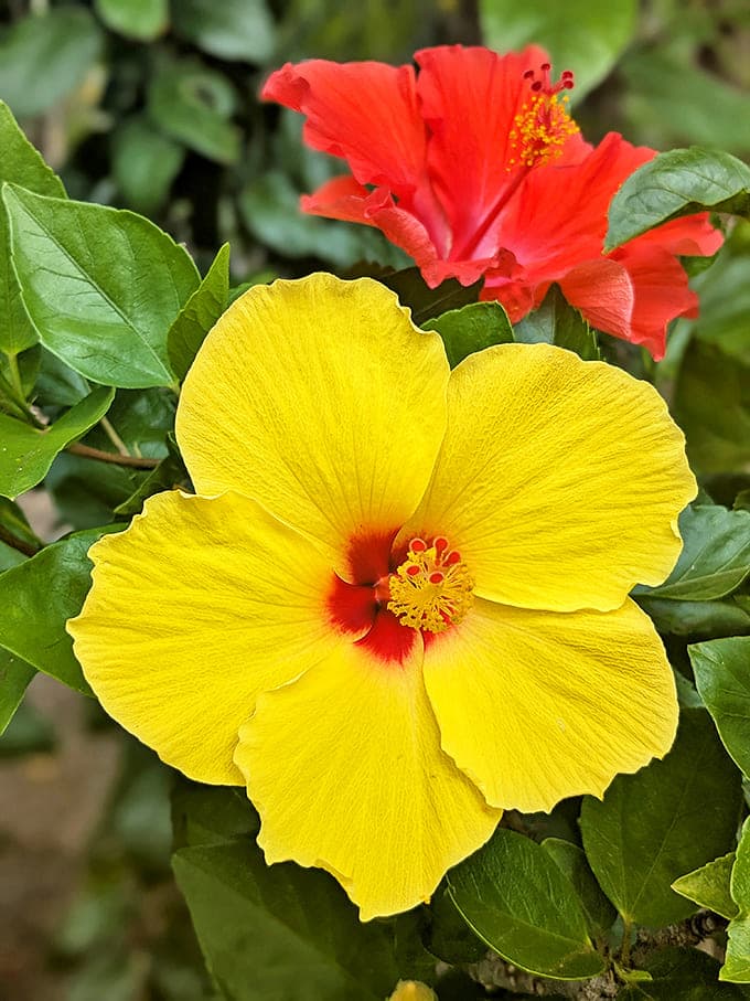 Floral ambassadors: Yellow and red hibiscus blooms greet visitors with Hawaii's signature aloha spirit in living, breathing form.