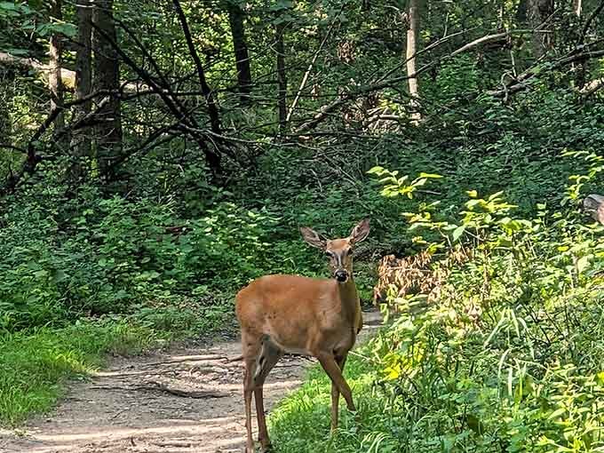 A white-tailed deer casually photobombing your hike, because wildlife encounters are just part of the Afton experience here.