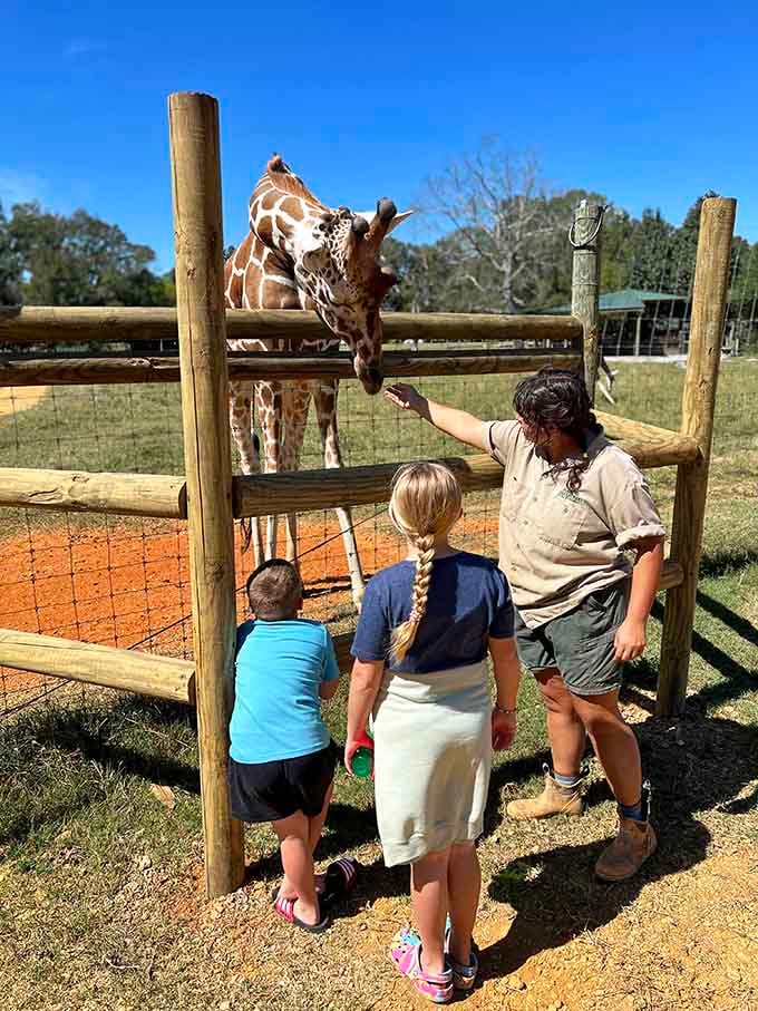 Feeding a giraffe is surprisingly gentle, like handing snacks to a very tall, very polite dinner guest with spots.