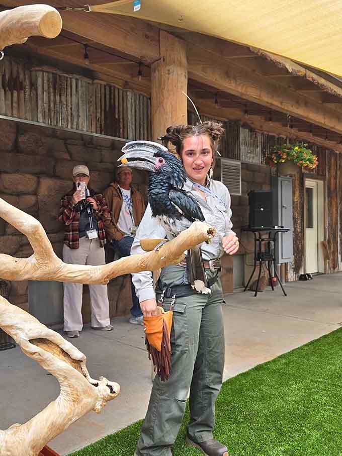 Wildlife presentations bring you face-to-face with magnificent birds, educational moments that beat any classroom lecture hands down.