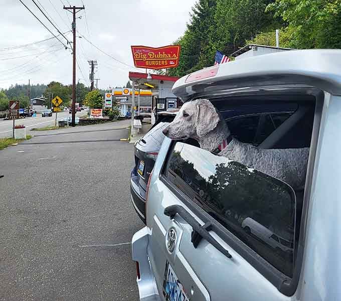 Even the dogs know this is the place to be, patiently waiting for their humans to emerge victorious.