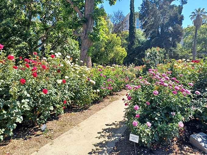 Winding paths invite endless exploration through sections bursting with color and fragrance throughout the season.