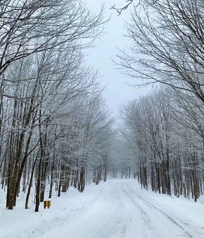 Winter blankets the forest road in pristine white, transforming the familiar path into pure enchantment.