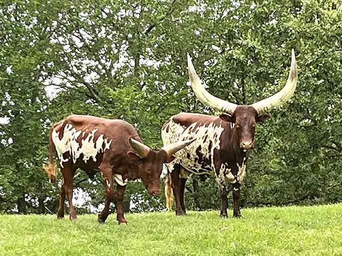 Texas longhorns that could double as nature's coat rack, these magnificent beasts carry their impressive headgear with surprising grace across the Missouri landscape.