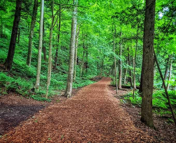 Walking through these towering trees feels like entering a cathedral, except the admission is free and dogs are welcome.