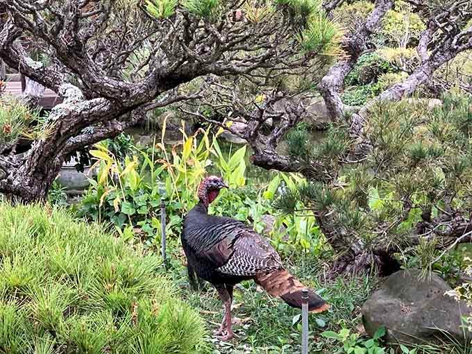 A wild turkey casually strolling through a Japanese garden, because California wildlife respects no cultural boundaries whatsoever.