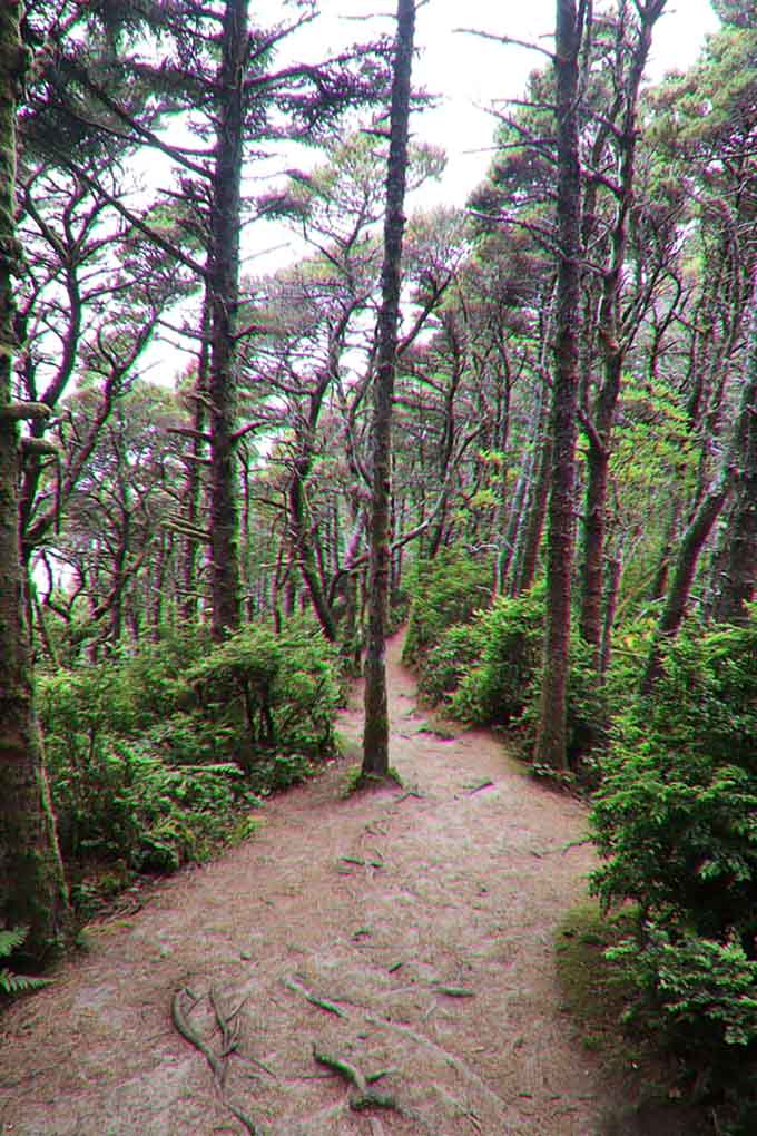 Shore pine trees frame the path like nature's own hallway, leading you deeper into this enchanted coastal forest.