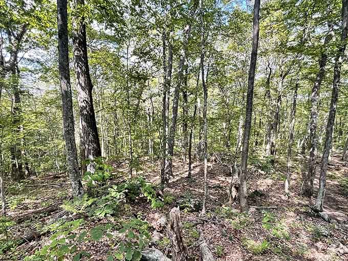 The woodland trails offer shade, solitude, and the kind of peace you can't find at the mall.