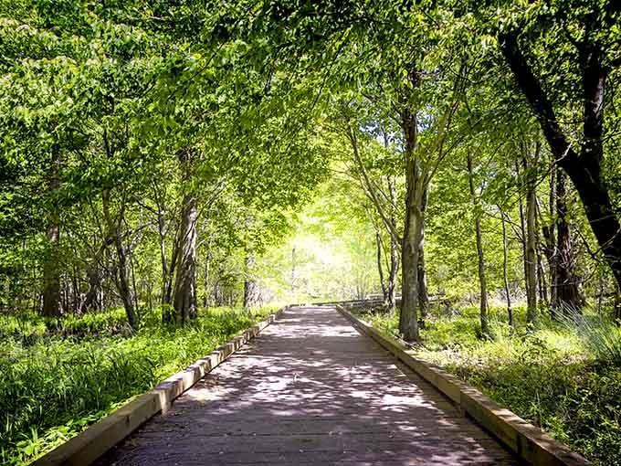 A sun-dappled path through the forest that looks like it leads straight into a fairy tale, minus the wicked witches.