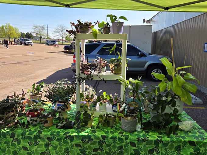 Potted plants bring life to the pavement, offering green thumbs affordable ways to beautify patios and indoor spaces alike.
