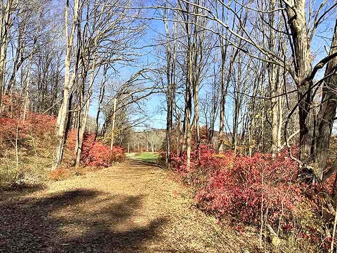 Late autumn trails glow with russet undergrowth, inviting you to crunch through leaves like you're ten again.