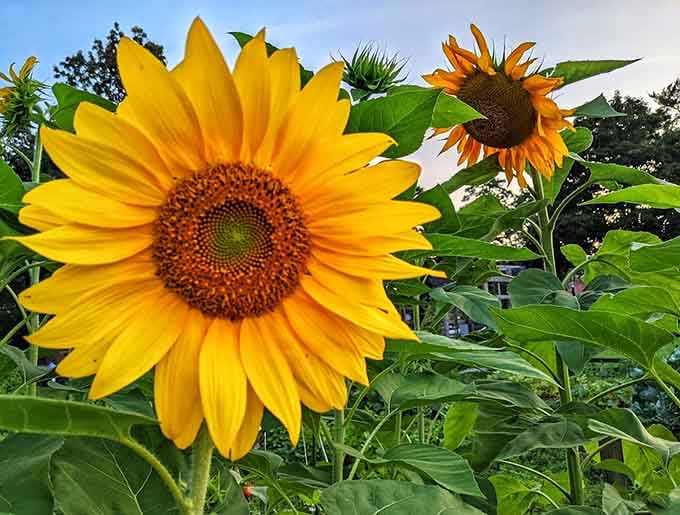 Sunflowers so massive they make you question whether you accidentally wandered into a children's storybook illustration.