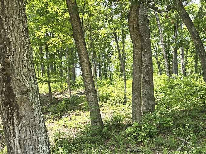 Dappled forest light filters through oak and hickory, creating the perfect canopy for woodland wandering.