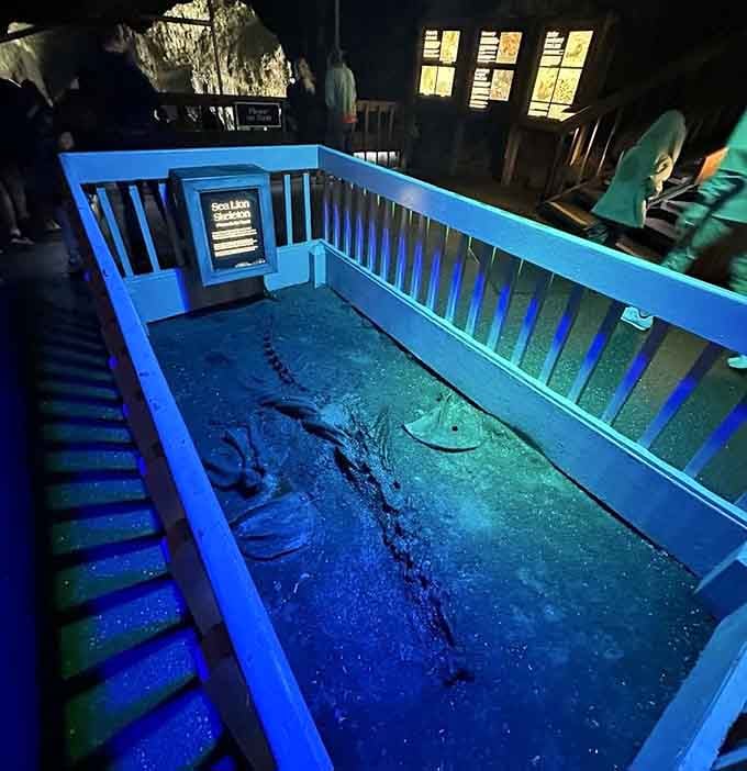 A sea lion skeleton reveals the impressive framework behind all that blubbery charm and personality.