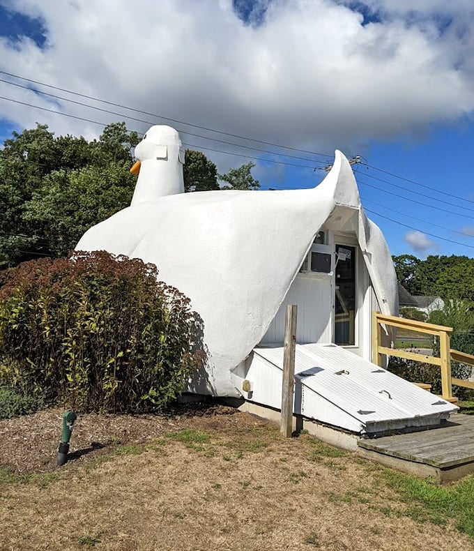 From this angle, the duck's graceful curves and white wings catch the sunlight like a beacon of pure joy.