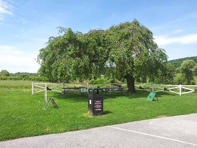 The spacious grounds include picnic areas perfect for contemplating the beautiful absurdity of it all.
