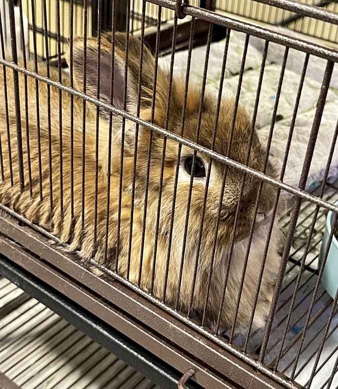 Even fluffy rabbits find sanctuary here, offering visitors a soft palate cleanser between encounters with harder-shelled museum residents.