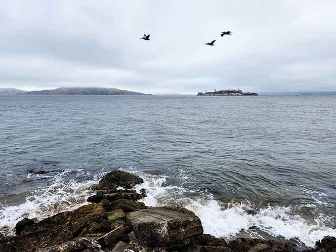 Alcatraz looms across the bay while pelicans patrol overhead, nature's flyover during your acoustic art experience.