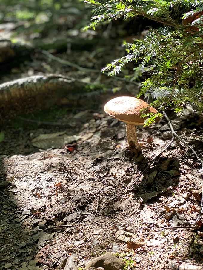 Wild mushrooms sprouting along the trail add whimsical touches to your hike, like nature's own decorative flourishes.