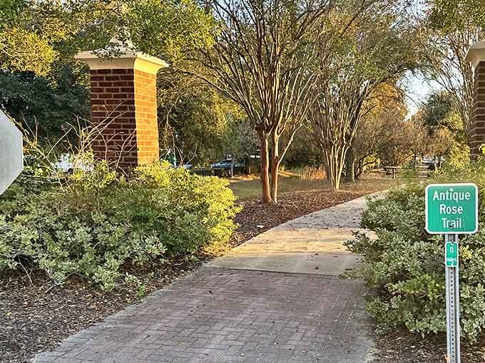 The Antique Rose Trail beckons visitors down a brick path where history blooms alongside carefully tended gardens.