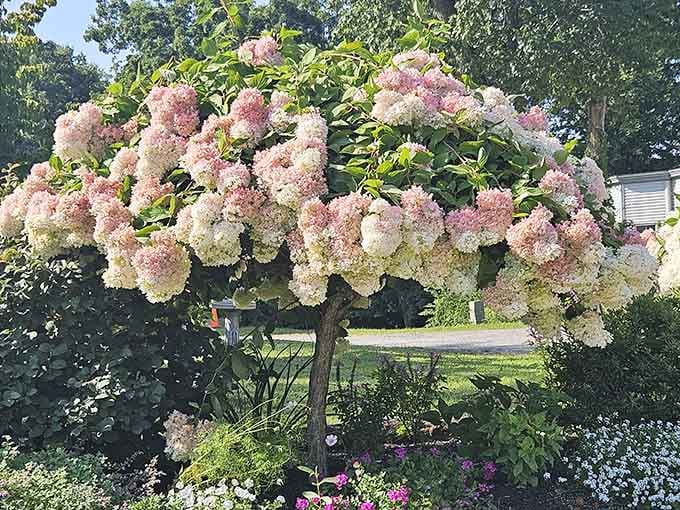 Hydrangeas blooming like nature's own fireworks display, because even the flowers here understand the assignment perfectly.
