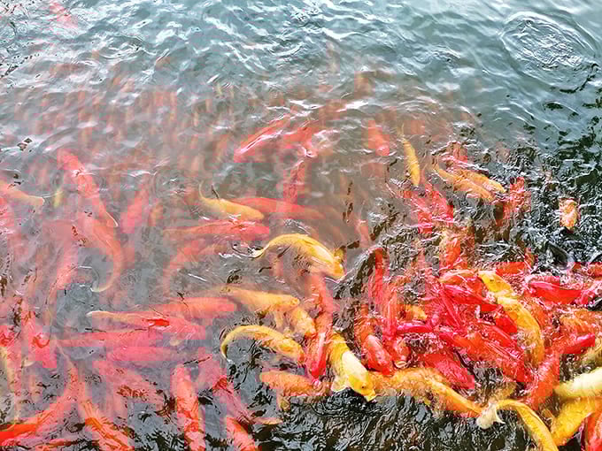 Koi convergence: These colorful fish create living art beneath the surface, a moment of zen amid the day's adventures.