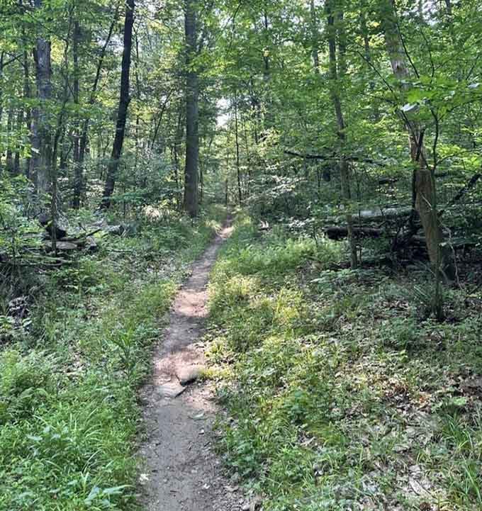 The path whispers secrets of the forest. This narrow trail promises adventures that no virtual reality headset could ever simulate.