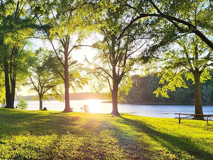 Golden hour perfection—when the sun turns every tree into a masterpiece and makes you forget about whatever was stressing you out.