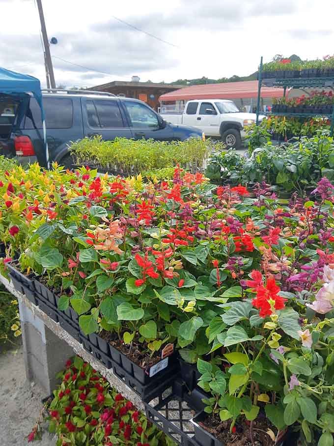 Vibrant flowers and plants bring life to the market, because even bargain hunters deserve a little natural beauty in their lives.