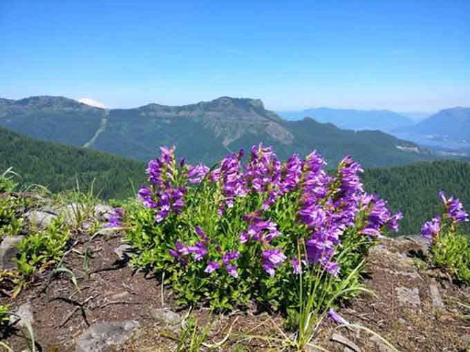 Purple wildflowers staging a cheerful rebellion against the rugged landscape, proving beauty thrives in the most unexpected places.