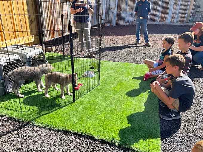 Young visitors watch wolf pups with wide-eyed wonder, experiencing the kind of magic that creates lifelong animal lovers.