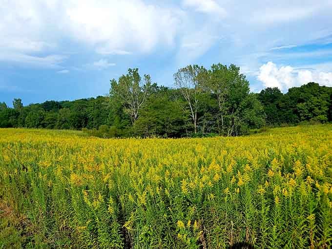 Blackthorn Hill Nature Preserve explodes with goldenrod under dramatic skies, a reminder that some of Illinois' most spectacular views require no admission fee.