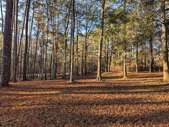 Fall transforms the forest into a carpet of gold, proving every season has its own magic here.